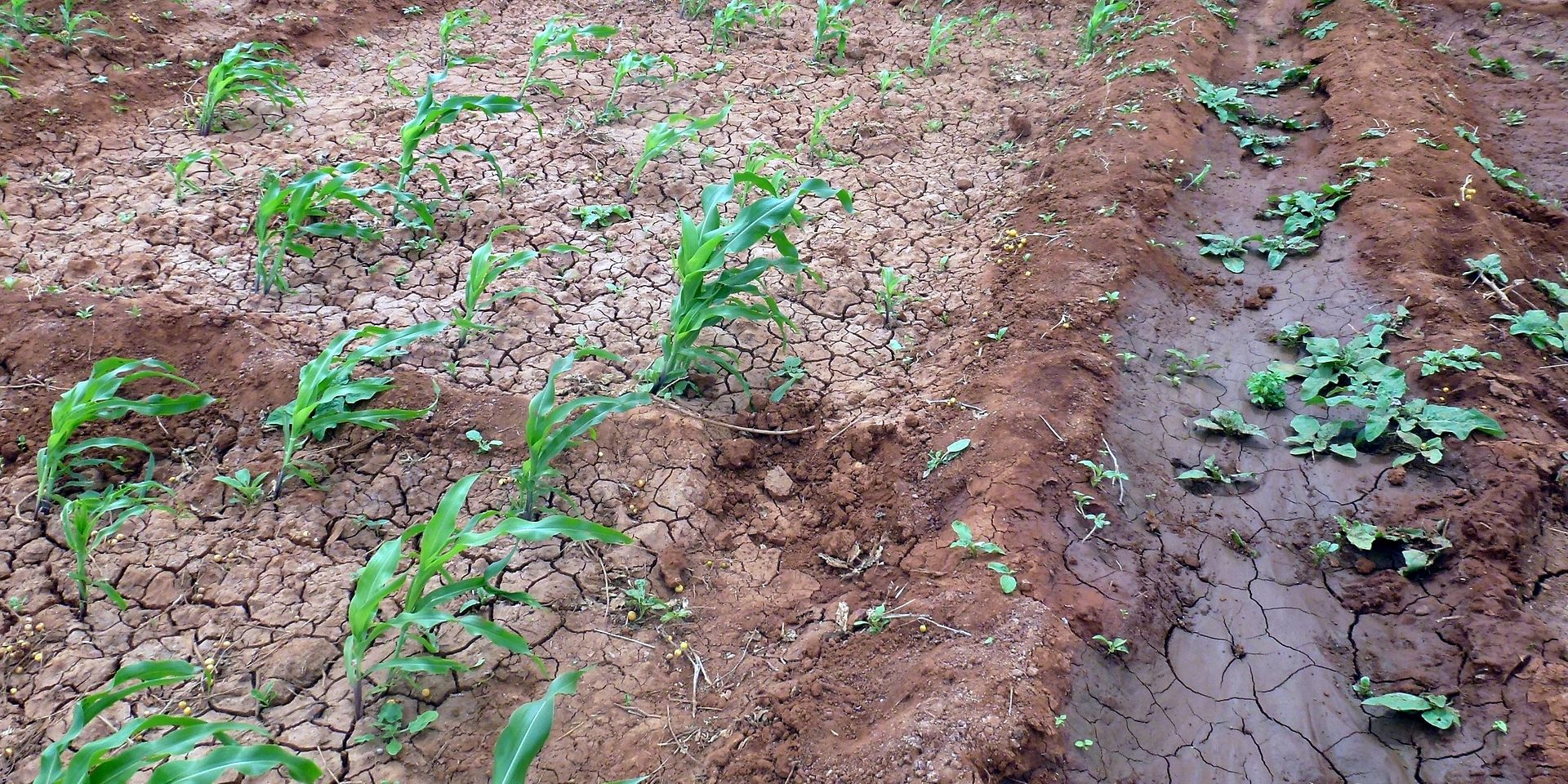 Adapting agriculture to climate change | BMZ