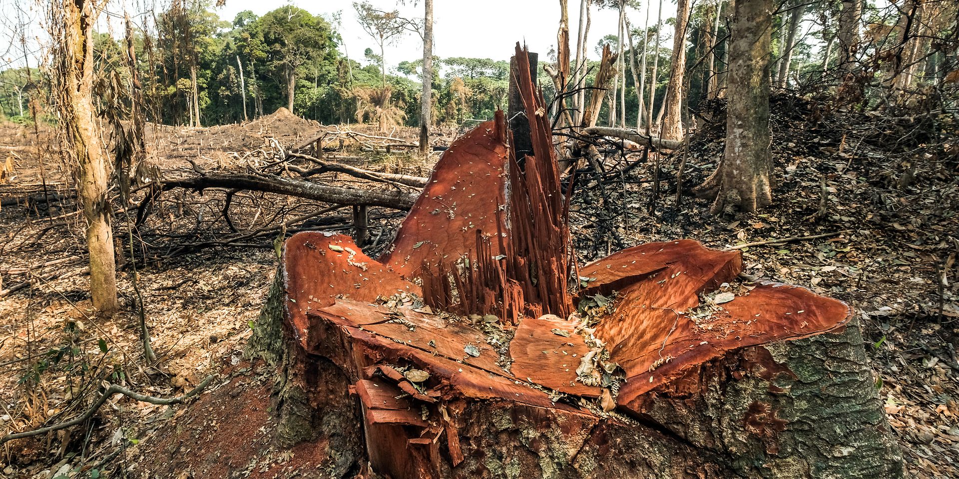 Protecting the rainforest, preserving biodiversity and improving living ...