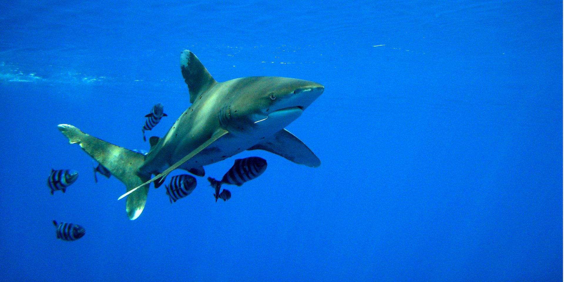 Biologische Vielfalt in den Weltmeeren erhalten: der Blue Action Fund | BMZ